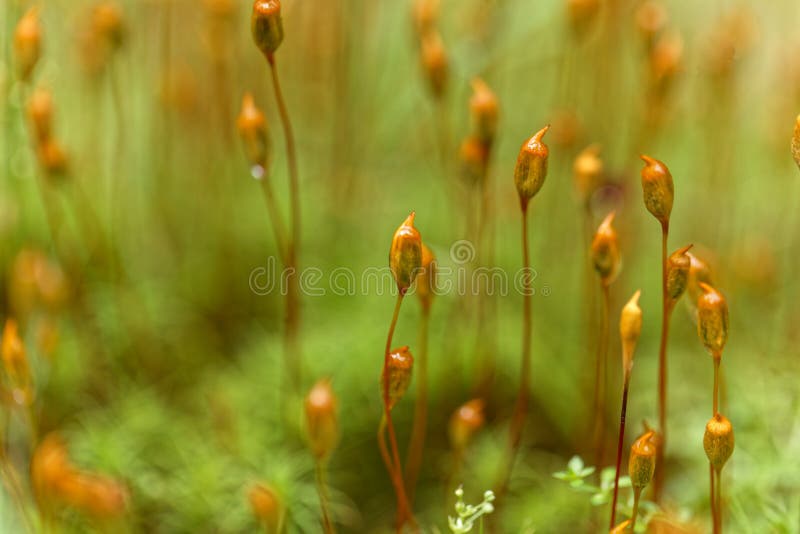 Capsules of Common Hair Moss Stock Image - Image of goldilocks ...