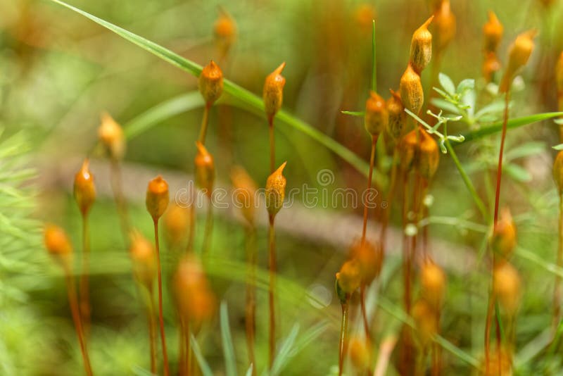 Capsules of Common Hair Moss Stock Image - Image of botanical, life ...