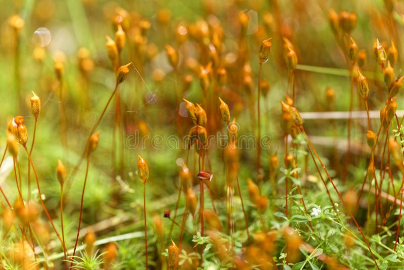 Capsules of Common Hair Moss Stock Photo - Image of leaf, capsule: 96764160