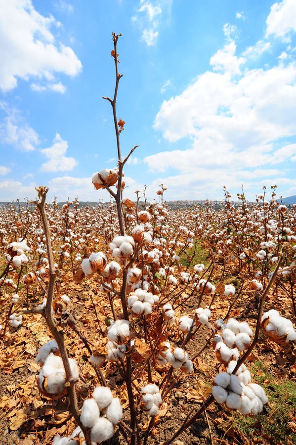 Plantation De Coton Près De Séville En Andalousie, Espagne Photo stock ...