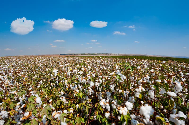 Capsules de coton image stock. Image du ferme, cultivé - 23651341