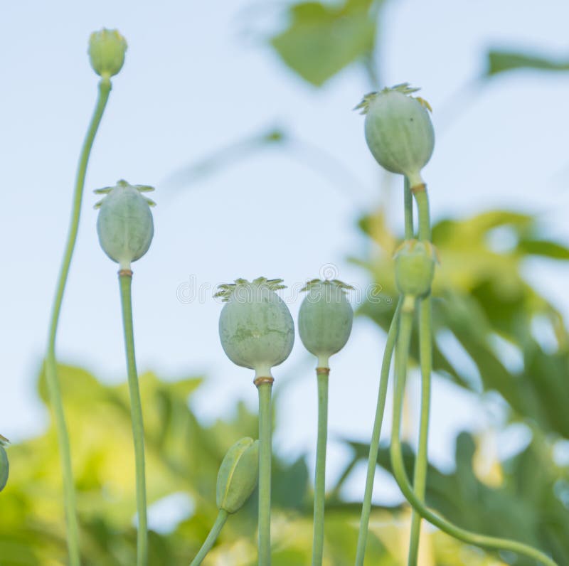 Capsules of poppy. stock photo. Image of environment - 97835354