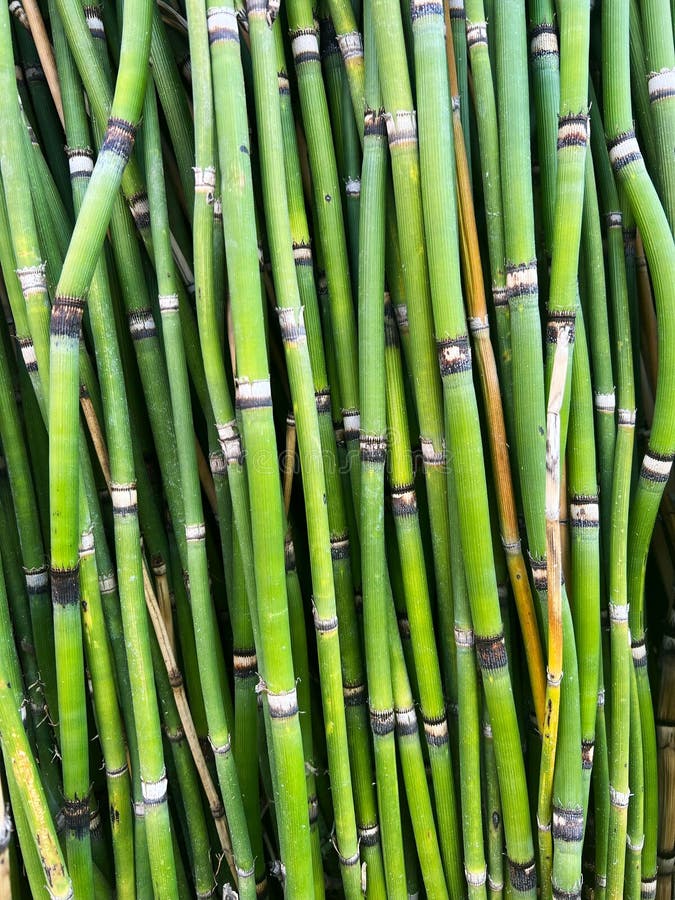 Green Tiny Bamboo Texture Pattern Stock Photo - Image of asian, plant ...