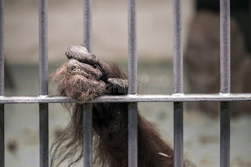 Captivated animal stock photo. Image of orang, primate - 58041598