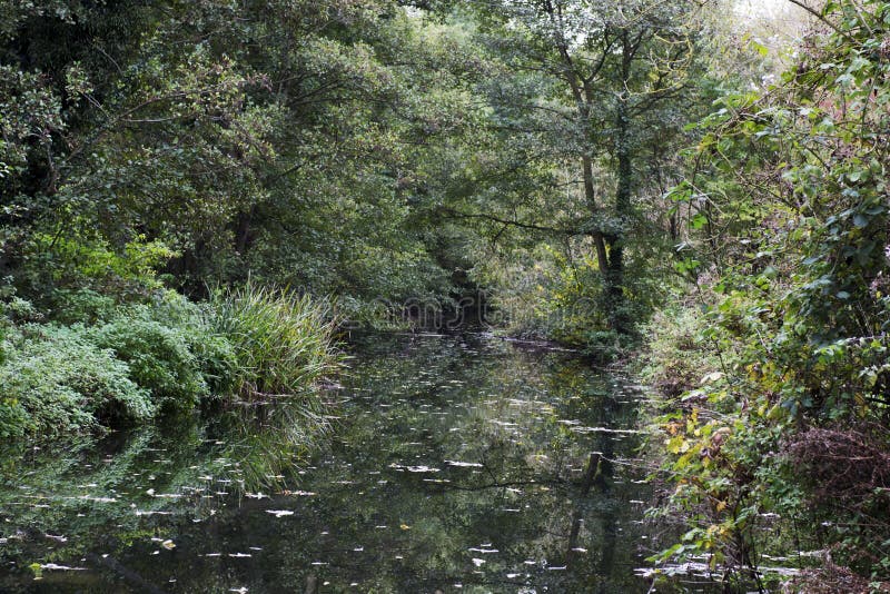 Reflective stream stock photo. Image of morning, stream - 84456548