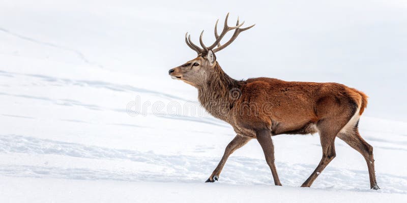A Majestic Red Deer Stag Masterfully Captured in a Stunning AIGenerated ...