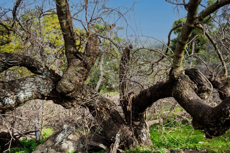 Ancient Tree with Twisting Branches in Galilee Stock Photo - Image of ...