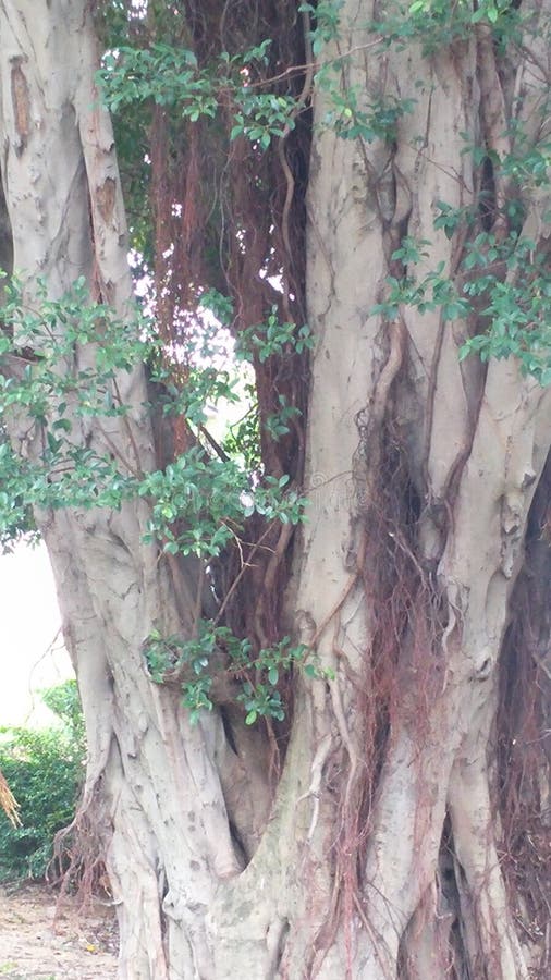 Captivating Baliti Root Trees Stock Photos - Free & Royalty-Free Stock ...