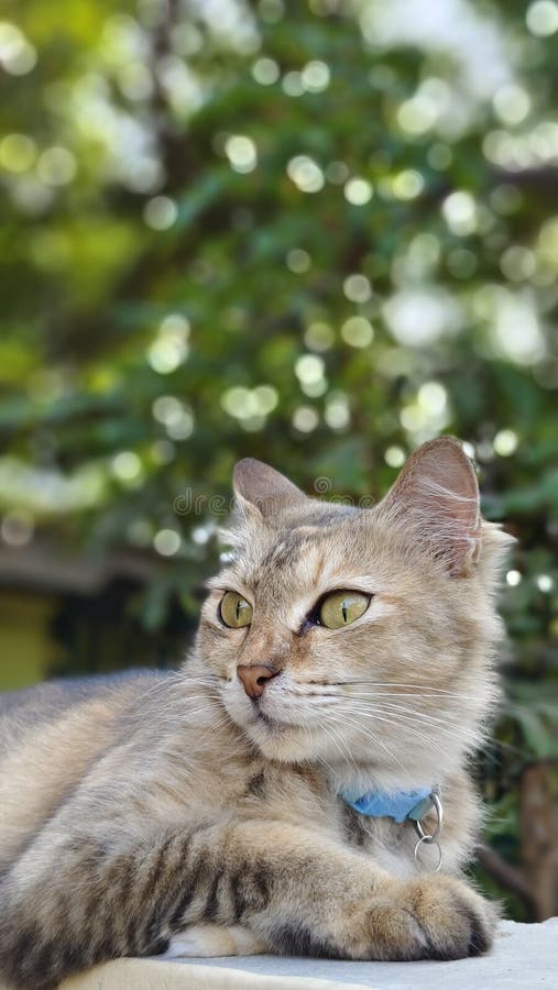 Captivating Bokeh Effect: Beautiful-Eyed Cute Cats in Focus Stock Image ...