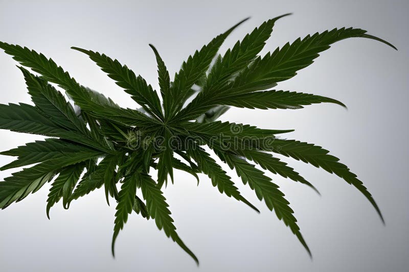 Captivating Cannabis - a Visual Journey into the World of Marijuana ...