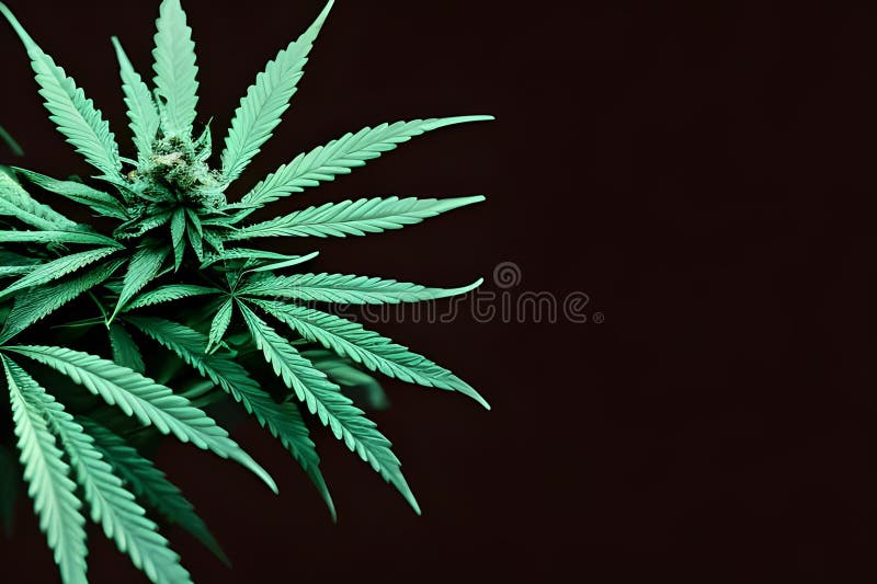 Captivating Cannabis - a Visual Journey into the World of Marijuana ...