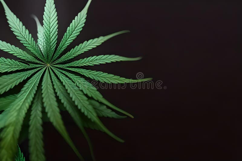 Captivating Cannabis - a Visual Journey into the World of Marijuana ...