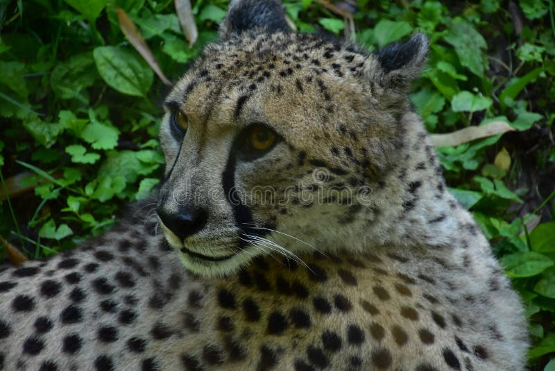 Captivating Cheetah Cat with a Wary Look Stock Image - Image of spotted ...