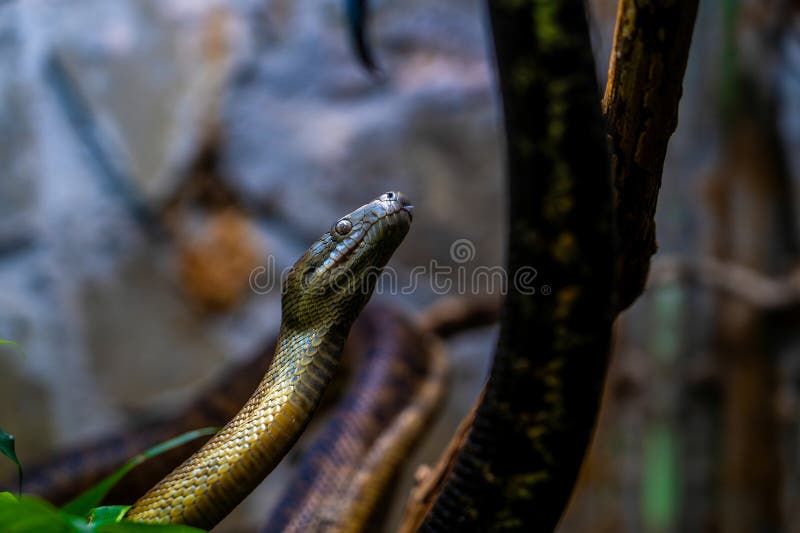 Captivating Close-Up of a Carpet Python (Morelia Spilota) Amid ...