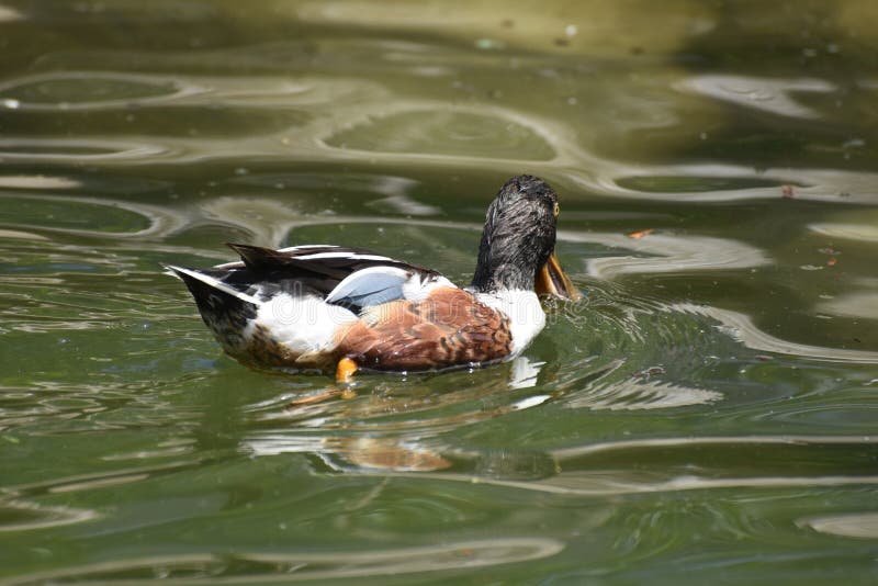 Captivating Close Up of a Duck Relaxing Stock Image - Image of feathers ...