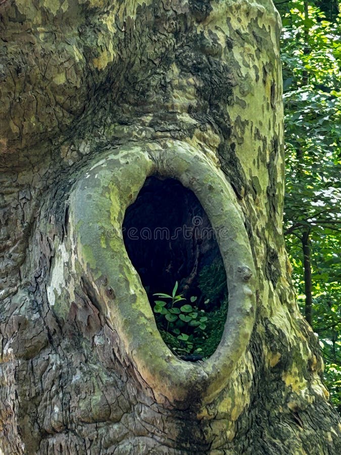 Nature S Secret Hollow in a Tree Trunk Stock Image - Image of green ...