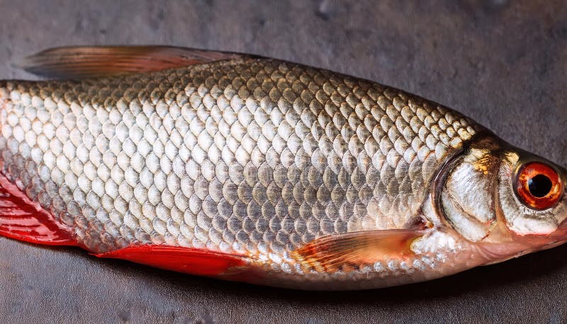 Vivid Close Up of the Rutilus Rutilus Common Roach with Magnified ...