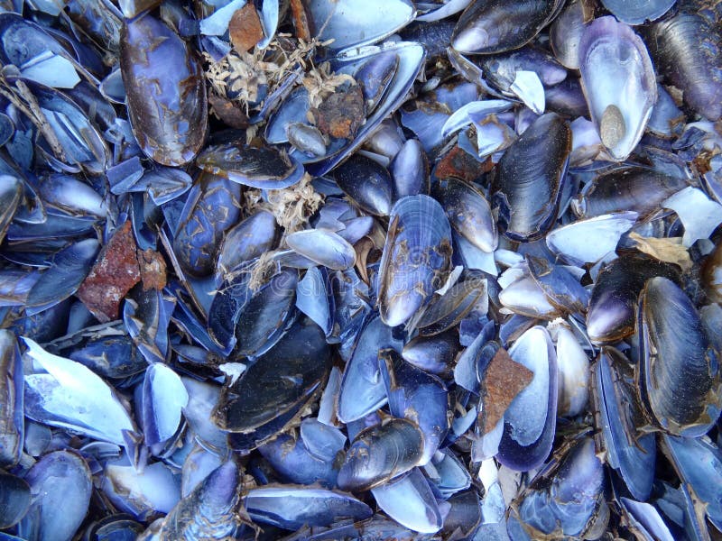 A Mesmerizing Composition of Blue Shells Stock Photo - Image of small ...