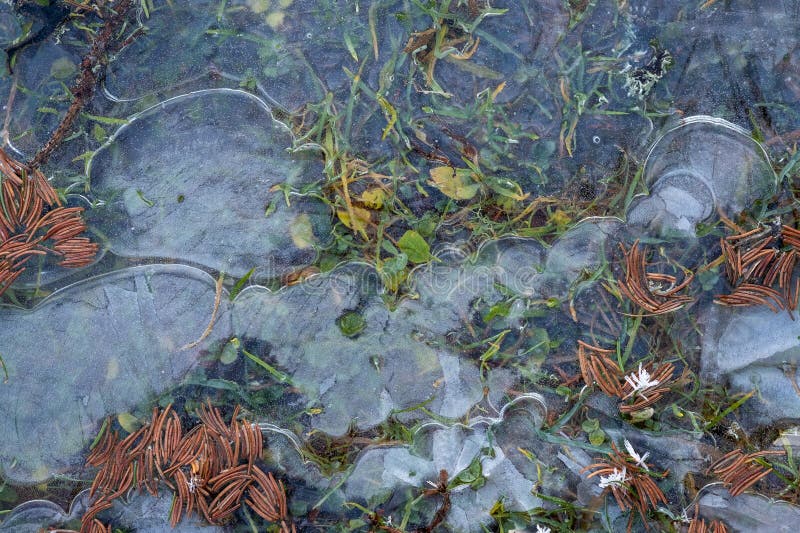 Frozen Ground Reveals Intricate Ice Patterns and Preserved Plant Life ...