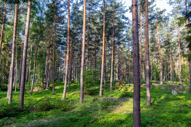 A Captivating Daytime Landscape of the Forest Stock Image - Image of ...