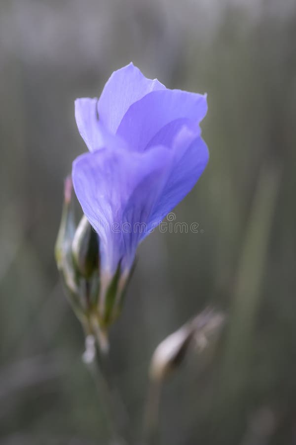 Graceful Blue Flower Unfolding in Soft Light Stock Photo - Image of ...
