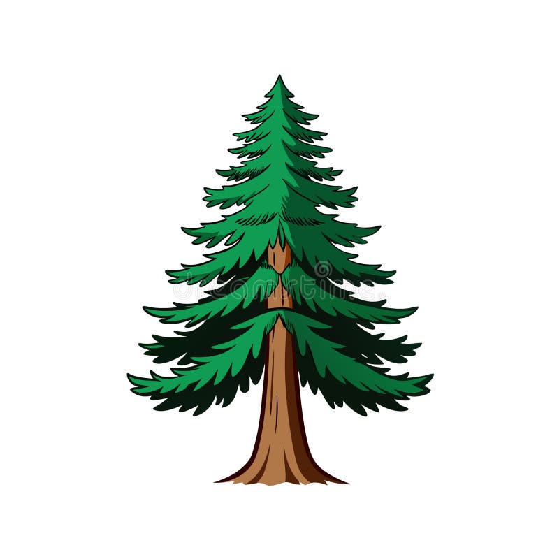 Captivating Douglas Fir Tree Illustration Stock Illustration ...