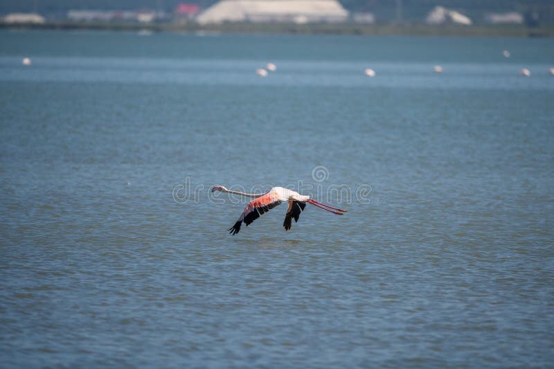 Captivating Flamingo Ballet in Albanian Lagoons Stock Photo - Image of ...
