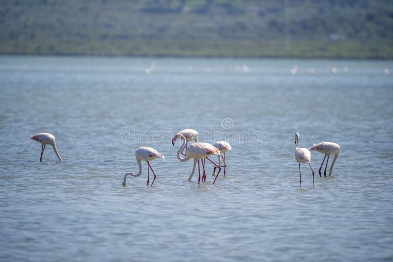 Captivating Flamingo Ballet in Albanian Lagoons Stock Image - Image of ...