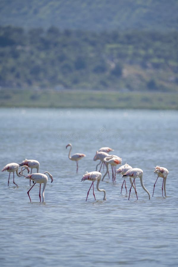 Captivating Flamingo Ballet in Albanian Lagoons Stock Image - Image of ...