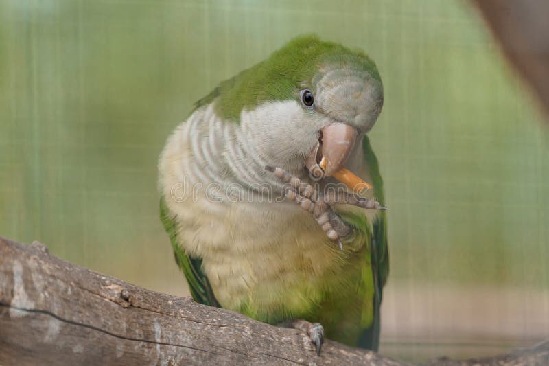 Captivating Green Quaker Parrot Enjoying a Snack on a Branch Stock ...