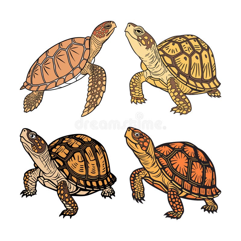 Realistic Eastern Box Turtle Nature Artwork Stock Vector - Illustration ...