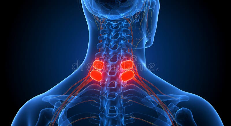 Exploring the Intricate Anatomy of the Human Neck and Spine with ...