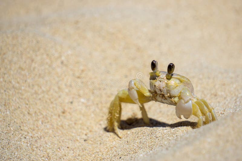 Ghost Crabof the Atlantic, Ocypode Quadrata on a Cuban Beach Stock ...