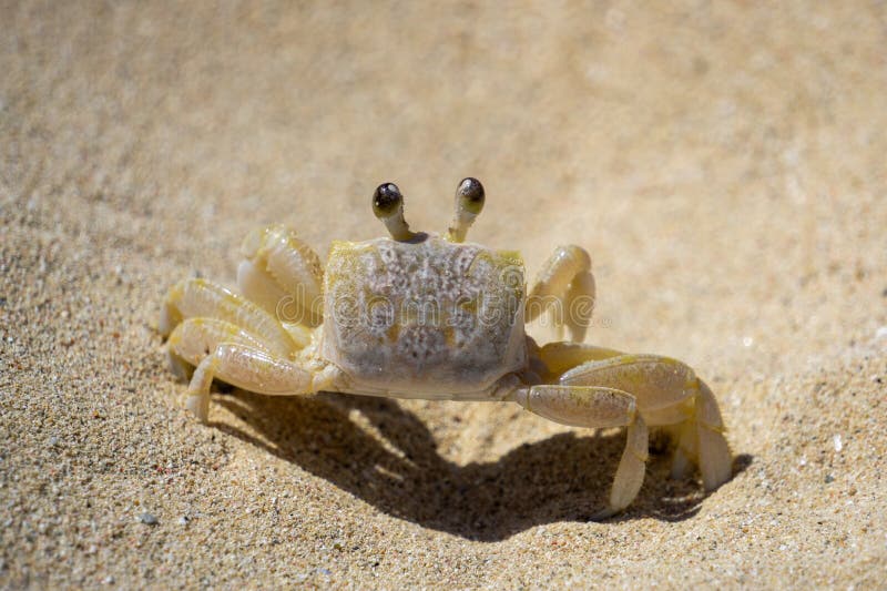 Ghost Crab of the Atlantic, Ocypode Quadrata, on a Cuban Beach Stock ...
