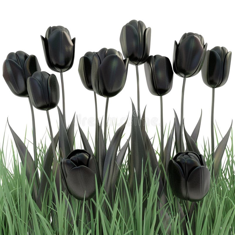 A Captivating Image of Black Tulips Standing Tall and Elegant in a ...
