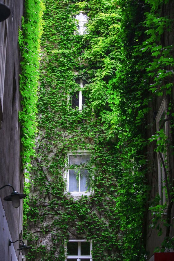 Natural Charm: House Facade Embraced by Vegetation. Stock Image - Image ...