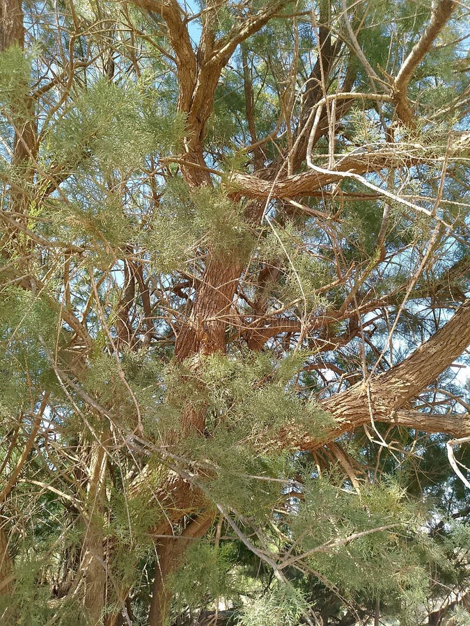 Whispers of the Desert Oasis: Ancient Tamarisk Tree Branches Bathed in ...