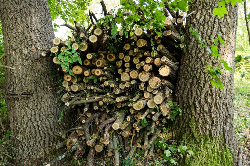 Timber Stacks: Freshly Cut Logs Arranged between Towering Trees Stock ...