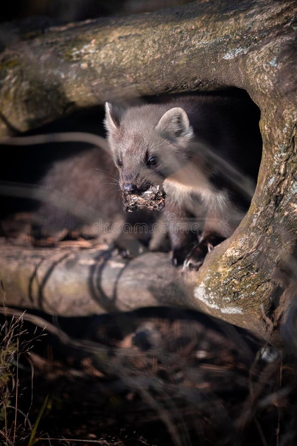 Pine Marten Emerging from Tree Cavity Stock Photo - Image of nature ...