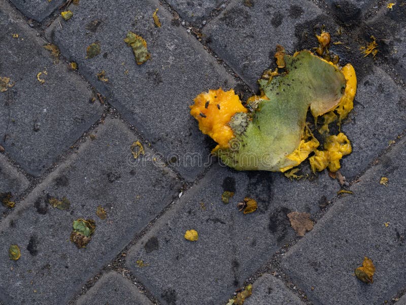 Nature S Resilience: Broken Naturally Fallen Mango on Pavement Stock ...