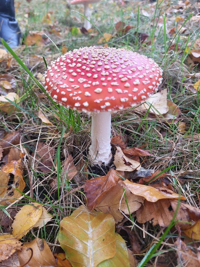 A Captivating Image of a Classic Red and White Toadstool, Showcasing ...