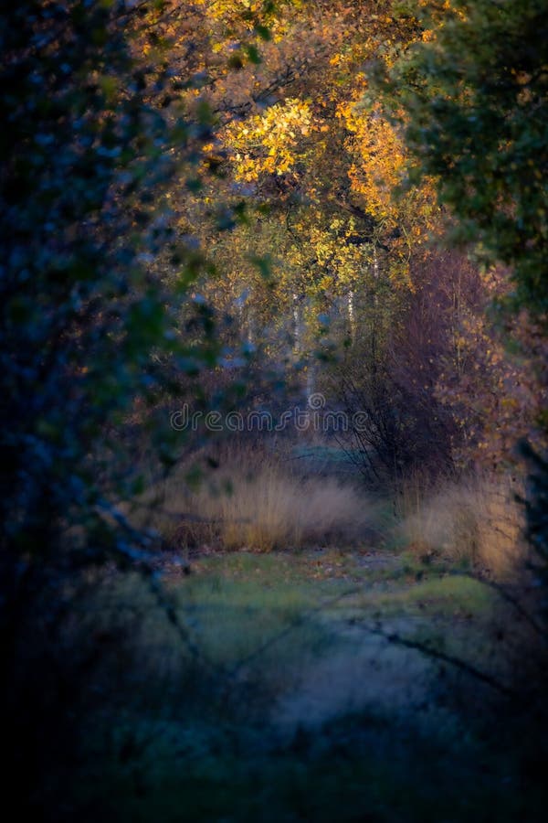 Mystical Autumn Path through the Woods Stock Photo - Image of forest ...