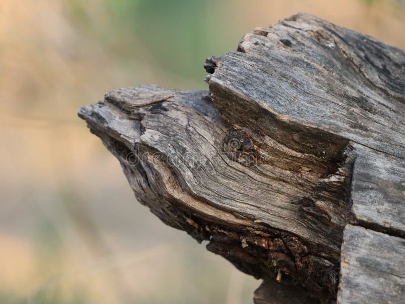 Rustic Texture: Tree Bark Stump and Branch Stock Photo - Image of ...