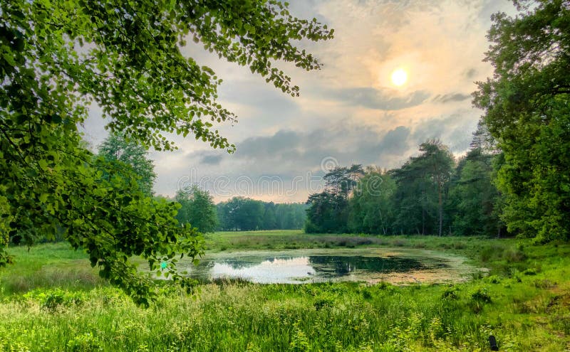 Serene Sunset Over a Forest Pond with Lush Greenery and Reflective ...