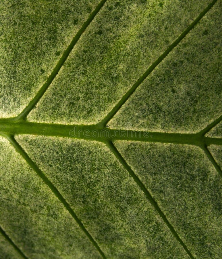 A Close-Up of Textured Leaf Patterns Stock Photo - Image of captivating ...