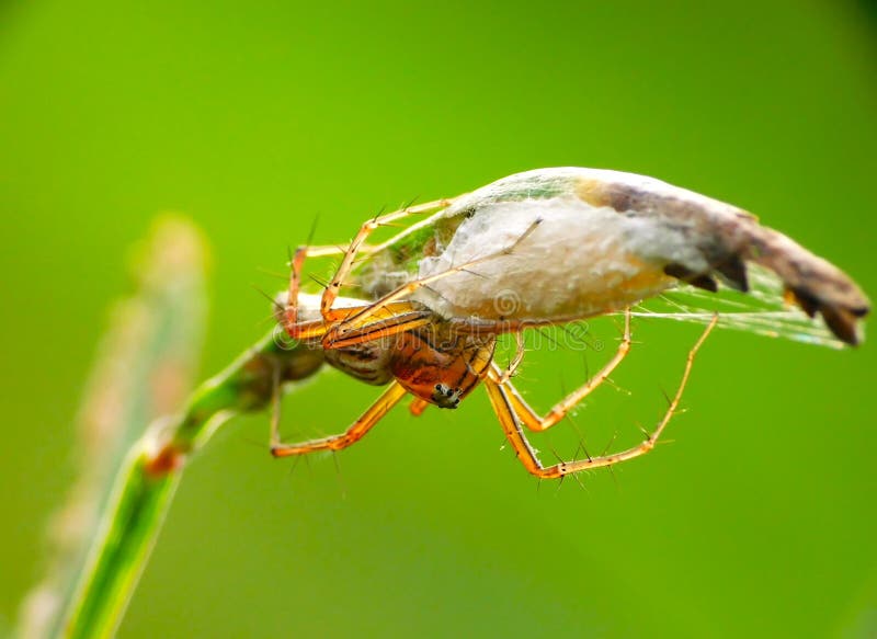 A Stalking Predator: the Lynx Spider Stock Image - Image of oxyopidae ...