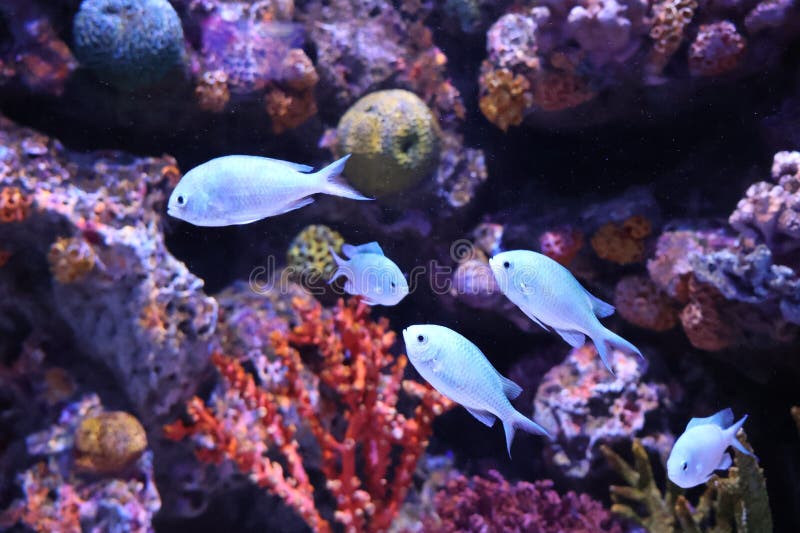 Tranquil Waters: a Serene Aquarium Display with Pale Fish and Colorful ...