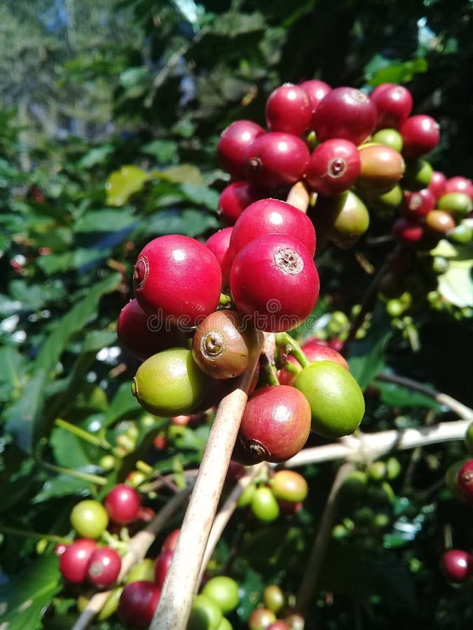 Captivating Photos of Maturing Coffee Trees and Their Fruits Stock ...