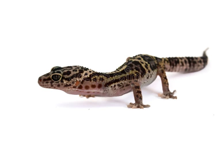 A Captivating Profile View of a Leopard Gecko on a White Background ...