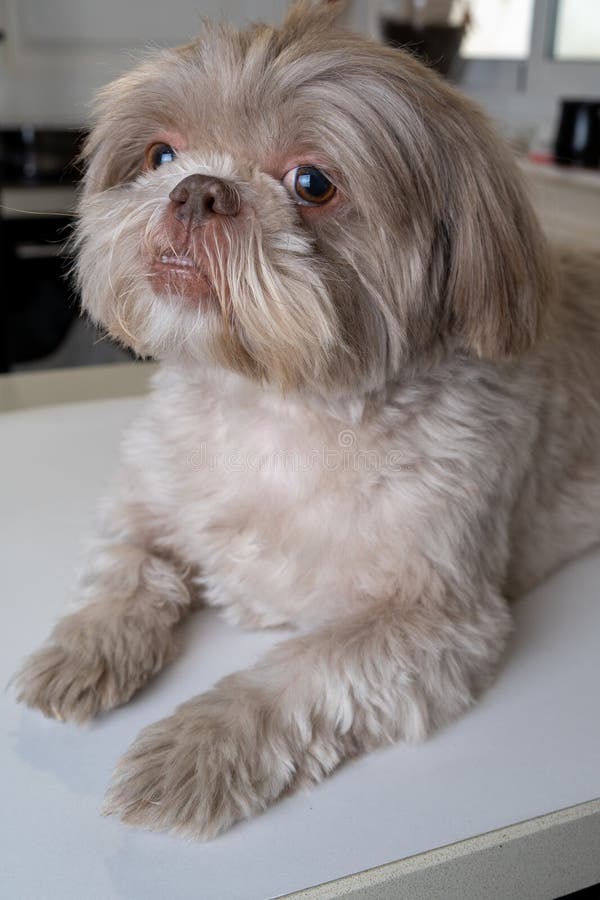 Captivating Shih Tzu Locking Eyes with the Camera. Mesmerizing Shih Tzu ...